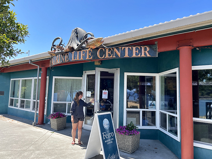 The Feiro Marine Life Center brings Salish Sea creatures up close, where touching a sea star creates memories more lasting than any souvenir t-shirt.