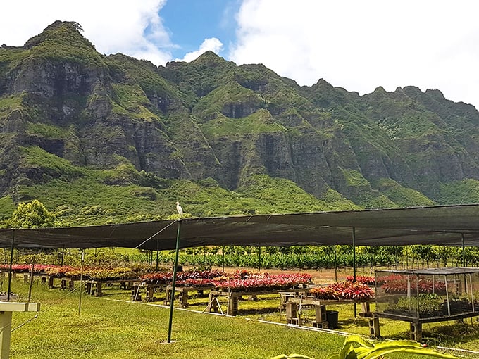 Even the plants get five-star accommodations with this mountain backdrop. These nursery beds nurture native species beneath nature's most impressive wallpaper.
