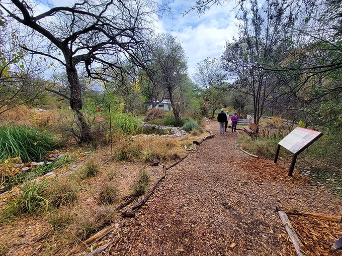 Nature trails wind through the Paton Center for Hummingbirds, where visitors walk quietly, hoping to spot iridescent wings moving faster than your first cup of morning coffee.