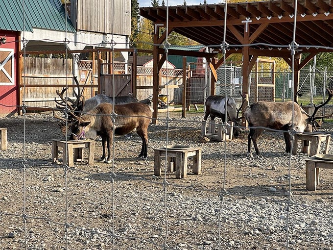 Yes, Virginia, there are real reindeer! No red noses spotted, but I'm told Rudolph works the night shift.