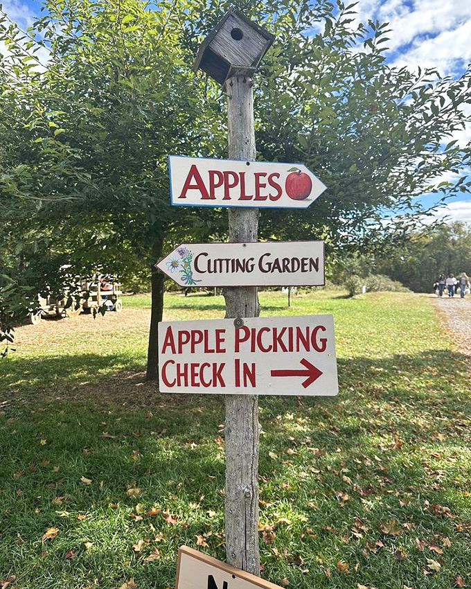 Charming hand-painted signs point the way to fruity adventures. Even the birdhouse seems to be supervising the whole operation.