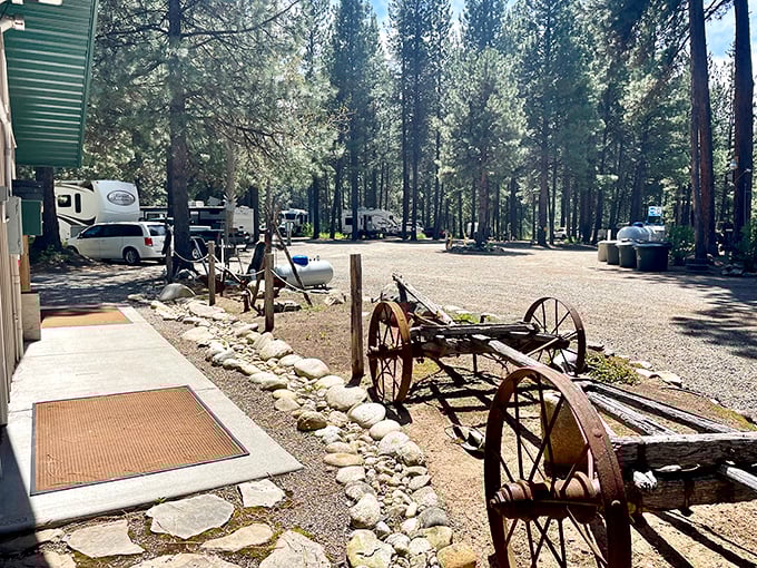 RVs nestle among ponderosa pines while antique wagon wheels stand guard, blending modern comfort with historical touches in this forested campground.