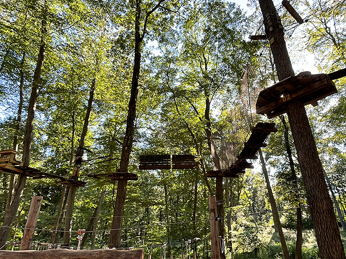TreeTrails Adventures elevates forest exploration to new heights—literally. Who needs meditation when you can find zen balancing twenty feet above the forest floor?