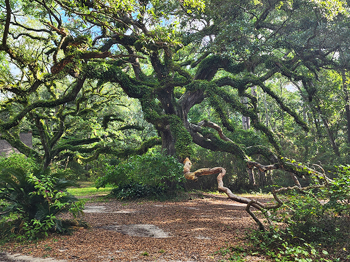 This ancient oak looks like it could tell stories that would make Mark Twain jealous. Nature's cathedral, complete with moss-draped chandeliers.