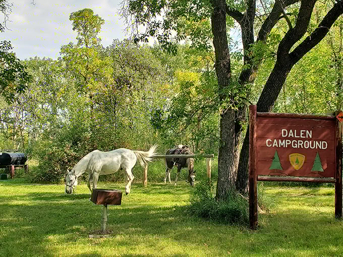 Dalen Campground offers unexpected neighbors&mdash;horses grazing peacefully nearby. Camping with equine companions beats any five-star hotel's turndown service.