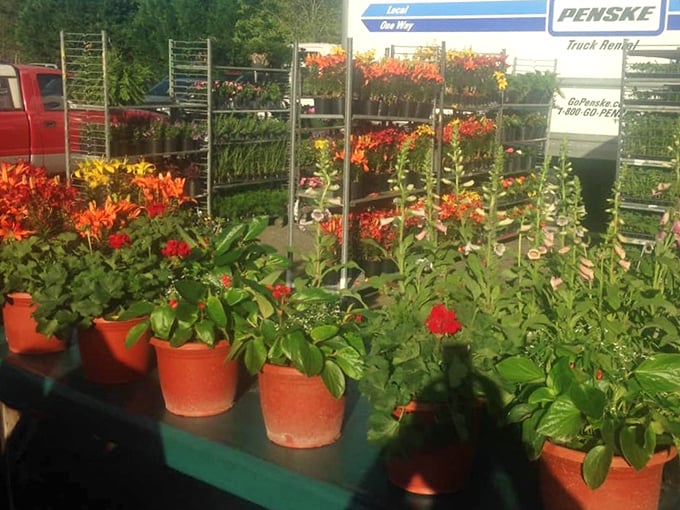 A riot of potted color! These flowers don't just brighten gardens; they're botanical optimism waiting to transform your porch or windowsill.