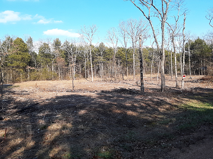 The Ozark wilderness waits patiently for explorers. These woods have secrets that only hikers, hunters, and daydreamers ever discover.