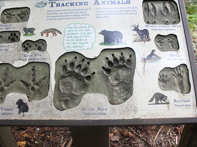 Animal tracking display &ndash; proof that wildlife was leaving footprints on social media long before humans invented Instagram.