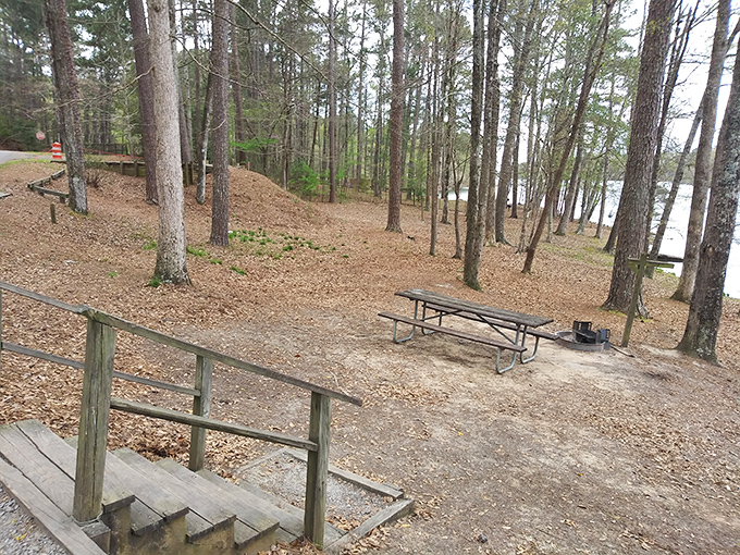 Nature's dining room comes complete with pine-scented air and a water view that beats any 5-star restaurant reservation.