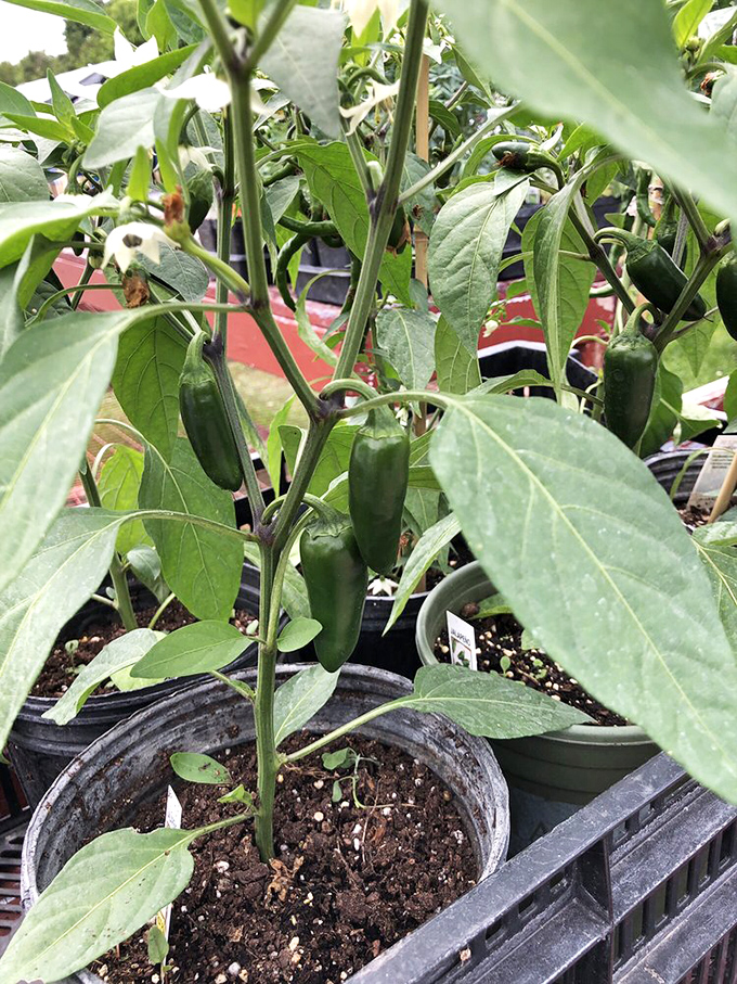 Home gardening starts with promise. These young jalape&ntilde;o plants whisper spicy possibilities for your summer salsa ambitions.