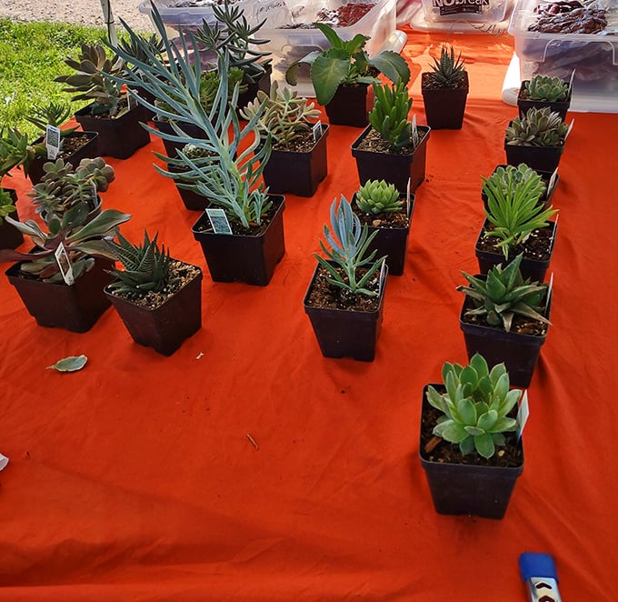 Succulents stand in perfect formation on their bright orange backdrop, like tiny alien landscapes waiting to transform a windowsill or desk corner.