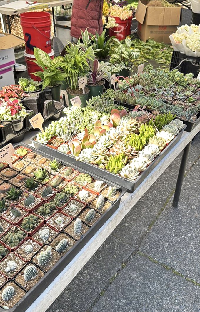 A succulent paradise where plant parents-to-be can adopt low-maintenance green babies that forgive even the most forgetful waterers.