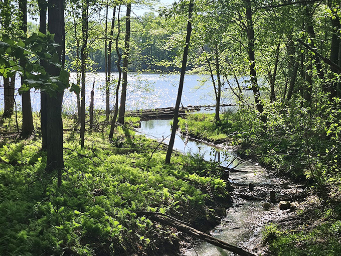 This humble stream is nature's original highway system, connecting pond to forest in a liquid conversation that's been ongoing for centuries.