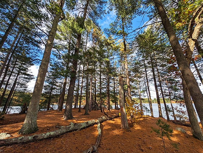 Towering pines create nature's cathedral, where sunlight filters through like stained glass and pine needles serve as the softest carpet.