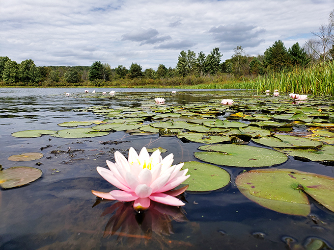 Water lilies floating like nature's own spa treatment&mdash;Pennsylvania's answer to Monet's garden, minus the French accent.