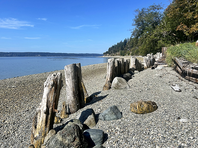 Ancient driftwood sentinels stand guard along the shoreline, sculpted by decades of tides into nature's own modern art installation.