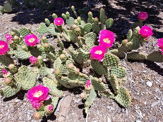 Desert contradictions: delicate pink blooms emerge from defensive cactus pads. Beauty and resilience sharing the same remarkable plant.