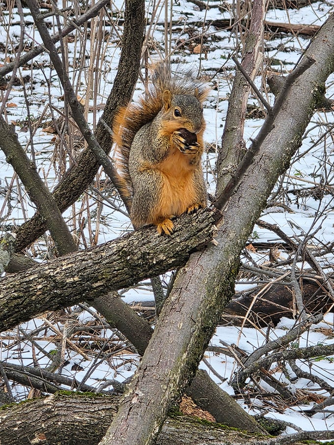 Excuse me, do you have any more acorns? This fluffy-tailed resident poses for what could be Indiana's cutest winter wildlife portrait.