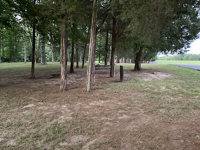 Towering cedars create a natural canopy over this peaceful picnic spot. The original outdoor dining experience, before patio seating became trendy.
