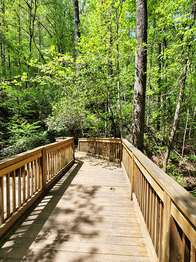 This wooden boardwalk winds through the forest like a gentle invitation to slow down and actually notice your surroundings.