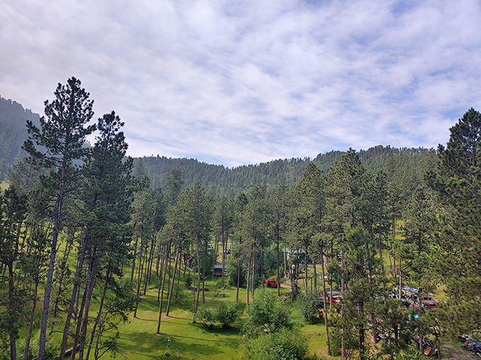 Pine-scented paradise surrounds Hill City, where nature's skyscrapers create the perfect backdrop for outdoor adventures.