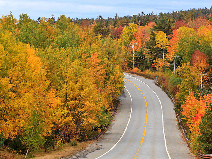 Driving this autumn-painted road feels like traveling through a tunnel of gold that someone forgot to charge admission for.
