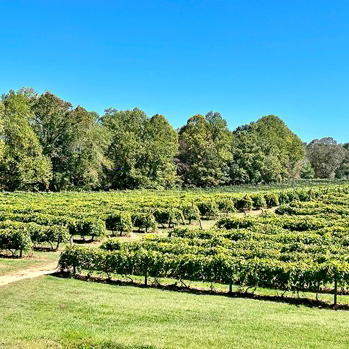 Vineyard rows stretch toward the horizon, transforming Georgia mountains into wine country that rivals anywhere you've been before.