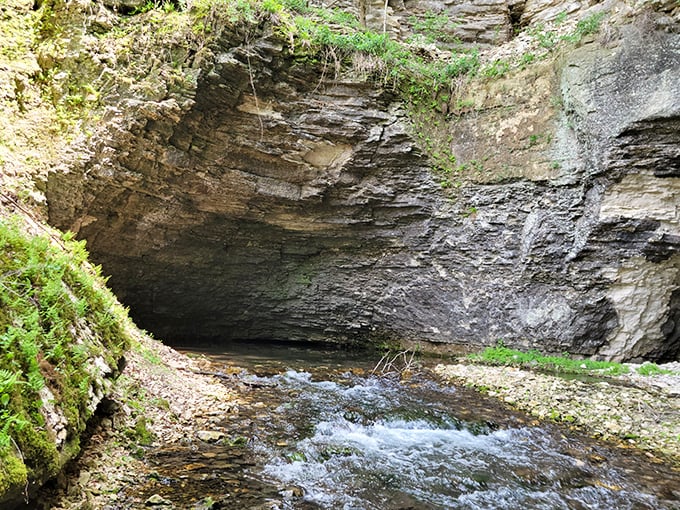 Cold Water Spring emerges from limestone depths, creating a crystal-clear stream that would make bottled water companies weep with envy.