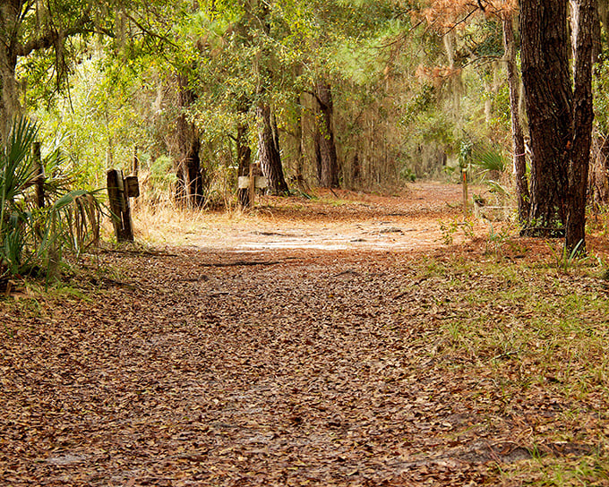 A leaf-strewn trail beckons adventurers into Florida's wild interior &ndash; no theme park designers needed when nature creates paths this inviting.