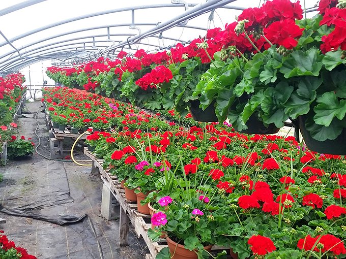 Daynabrook Greenhouse's explosion of crimson geraniums could convert even the most dedicated plant-killer into believing they might have a green thumb after all.