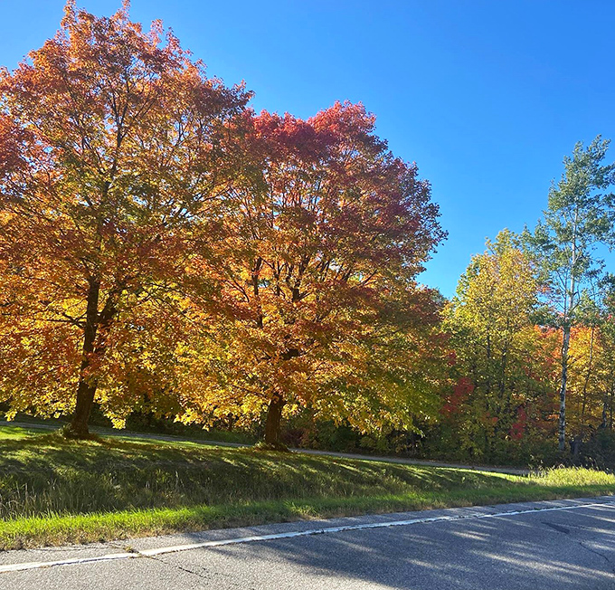 Fall's fashion show alongside Highway 46. These maples dressed in their autumn best would win any "America's Next Top Tree" competition.