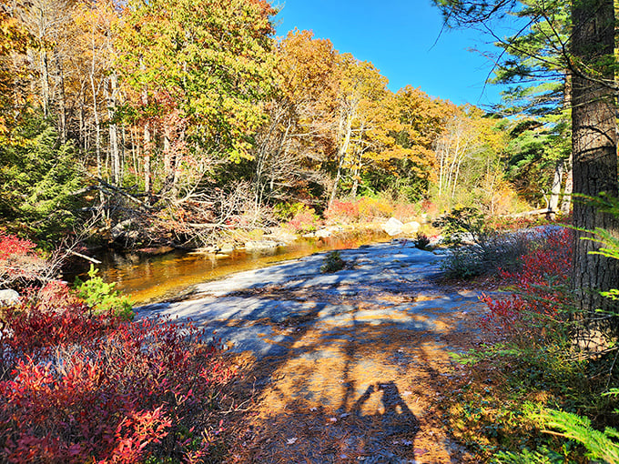 Autumn's paintbrush goes wild along the stream banks. Even Bob Ross would need extra canvas to capture this explosion of seasonal color.