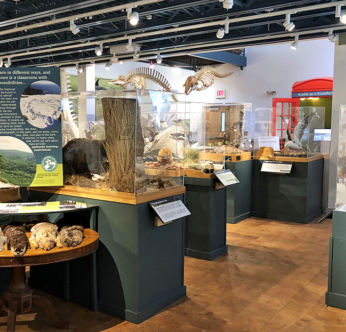 The George B. Dorr Museum brings Maine's natural wonders indoors, perfect for when you've had enough sun but not enough discovery.