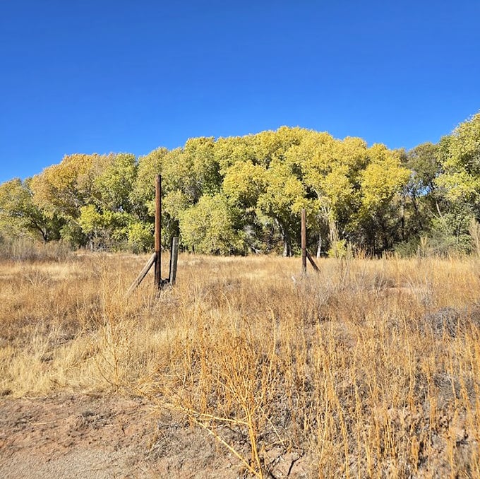 Fall's golden touch transforms these cottonwoods into nature's version of a winning lottery ticket&mdash;pure gold.