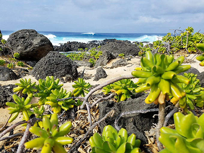 Sea purslane thrives where other plants surrender, creating emerald carpets that contrast beautifully with volcanic black rocks.