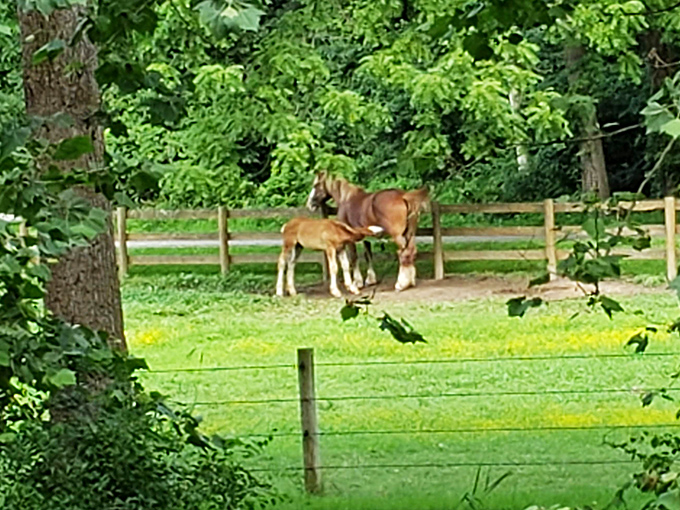 Mother and foal grazing peacefully nearby&mdash;because even the local horses appreciate historic architecture and scenic water views.