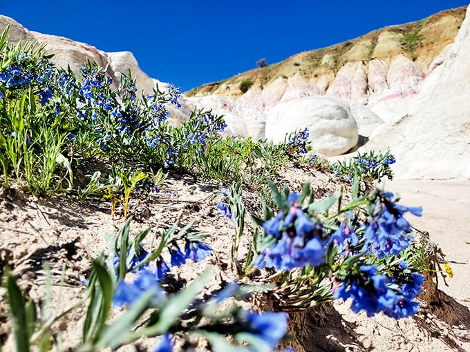 Delicate blue wildflowers add a touch of softness to the rugged landscape, like nature's own accent pillows decorating her geological living room.