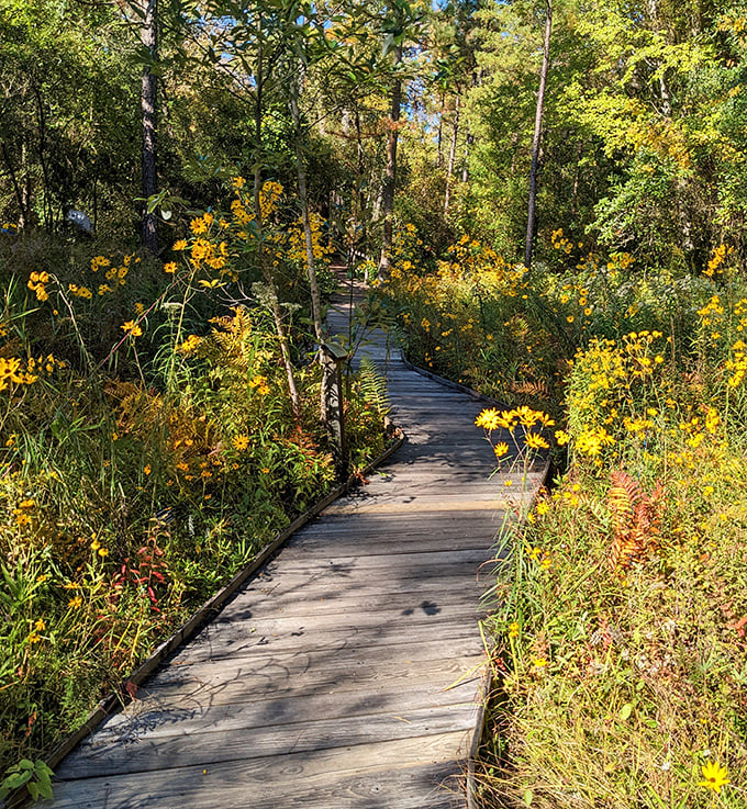 A boardwalk through golden wildflowers that feels like walking through a Monet painting. No Instagram filter needed for this natural masterpiece.