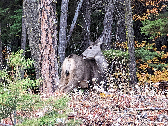 A deer caught mid-thought, probably contemplating which hiking trail has the tastiest foliage buffet.