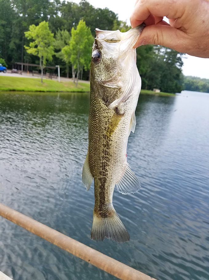 The real Alabama lottery&mdash;when your fishing line tightens and you pull up a bass that will have you embellishing the story for years.