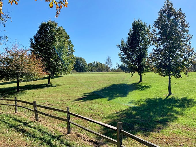 Nature's lawn—meticulously maintained by nothing but sunshine, rain, and the occasional visit from grazing wildlife.