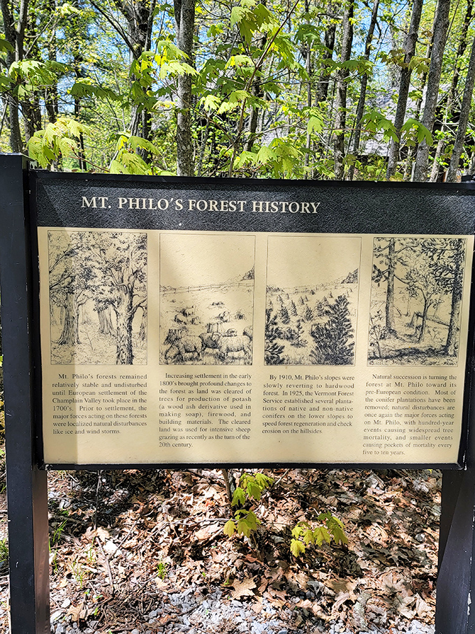 A glimpse into Mt. Philo's fascinating forest history. This sign reveals how human activity and nature have danced together for centuries.