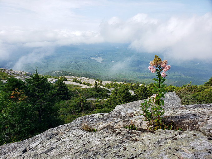 Where one determined wildflower meets infinity. Standing at this overlook makes your everyday problems seem appropriately tiny.