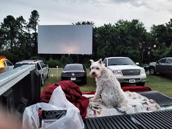 Even four-legged film critics get the VIP treatment at Kenda Drive-In, where this pup has claimed the best seat in the truck bed.