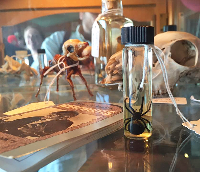 A preserved spider in a specimen jar sits among skulls and vintage photographs. Arachnophobes, consider yourselves warned.