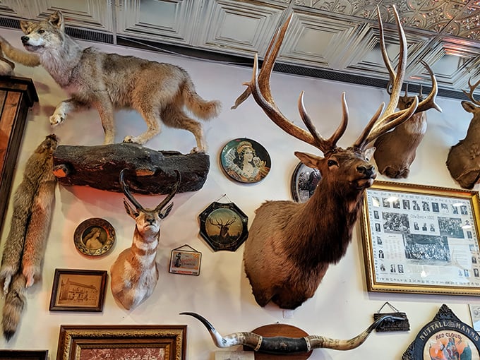 The taxidermy collection watching over diners feels quintessentially South Dakota – these former forest residents now supervise your seafood feast with glass-eyed approval.