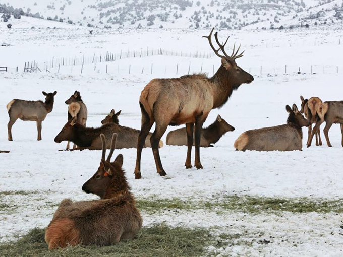 Winter brings elk herds to lower elevations. These majestic creatures turn snowy fields into wildlife watching opportunities right from your car window.