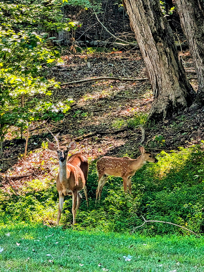 A doe and fawn pause in dappled sunlight, nature's version of a family portrait. Disney couldn't choreograph a more perfect woodland moment.