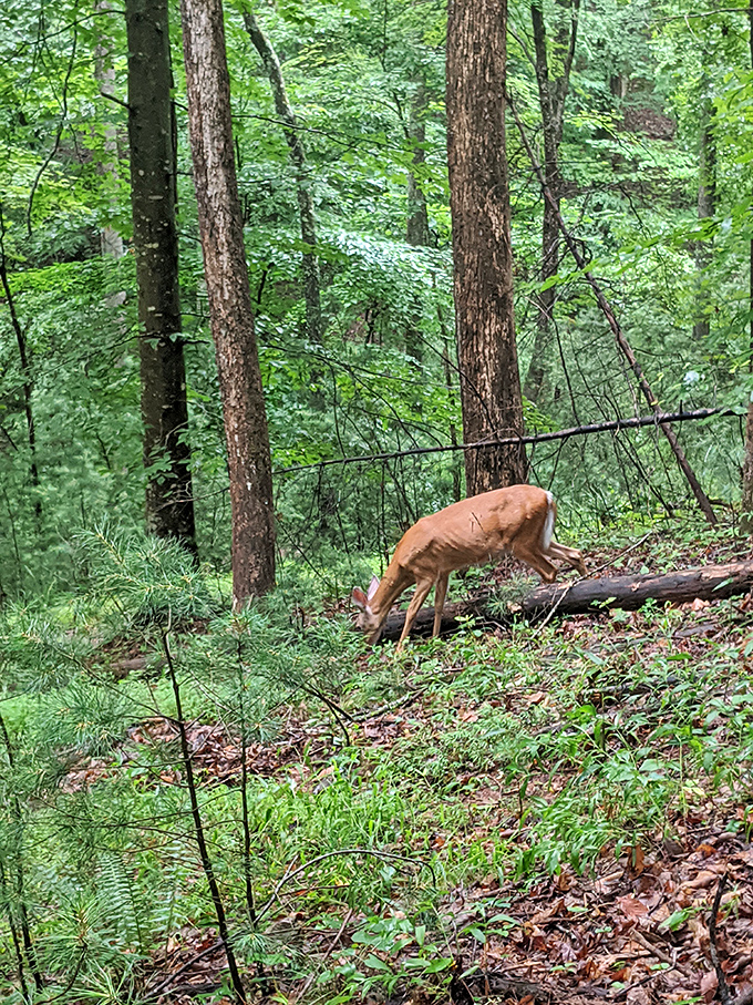 A Virginia white-tailed deer demonstrates the art of forest dining. This woodland resident appears completely unbothered by your presence in its restaurant.