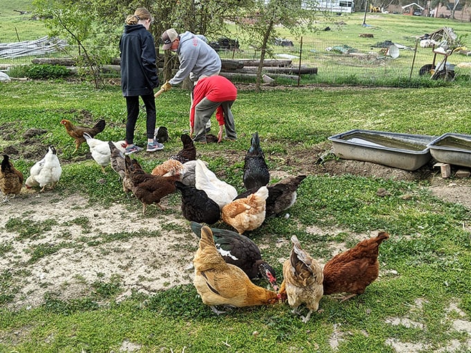 Free-range chickens strut around like they own the place, providing fresh eggs and endless entertainment for city visitors.